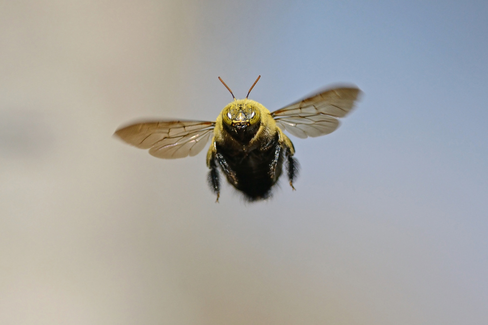 How to prevent carpenter bee infestations - Pest Control Burlington