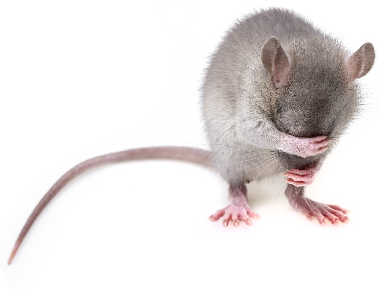 What diseases are spread by rats - Pest Control Burlington
