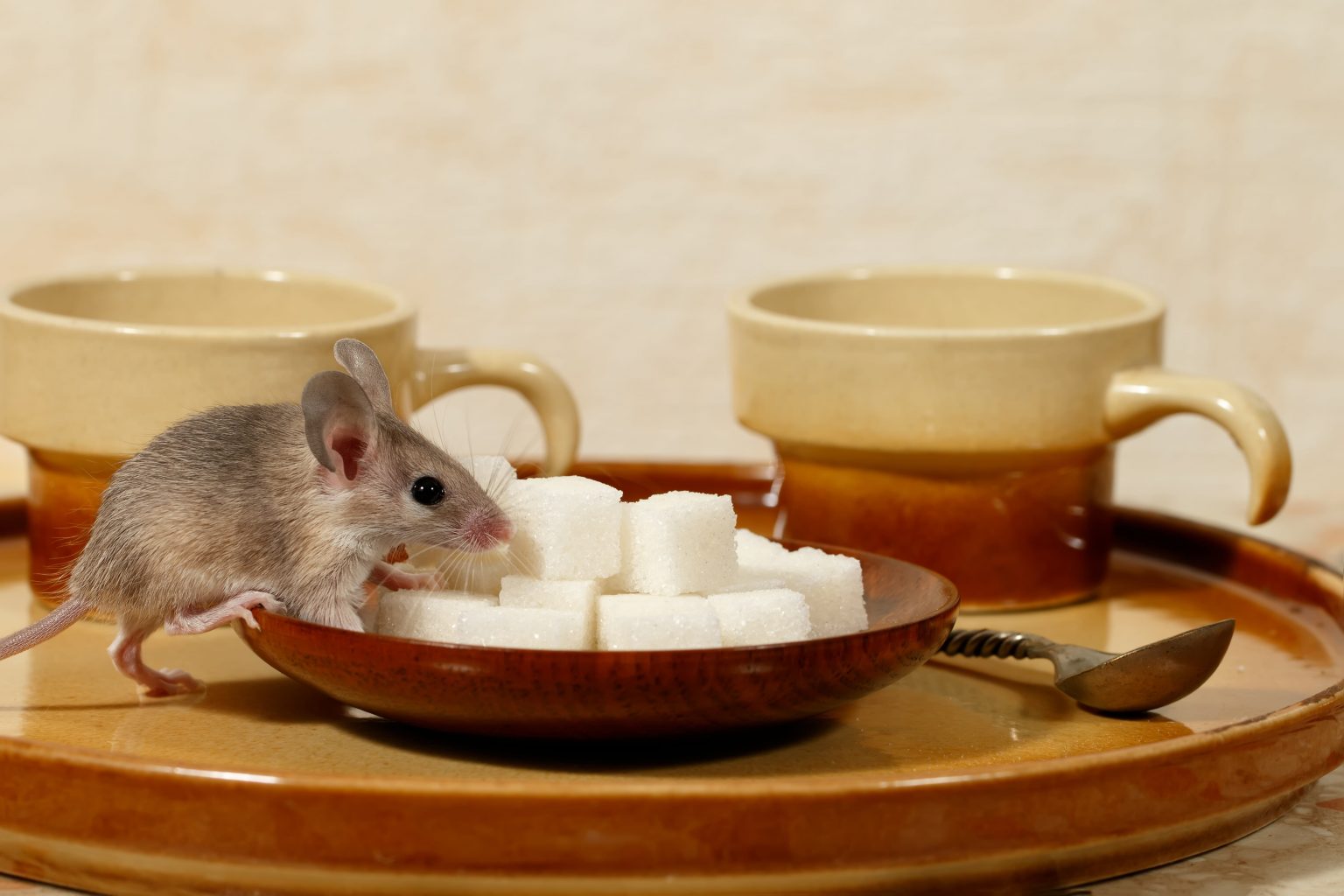 The Dangers of Mice in your House - Pest Control Burlington